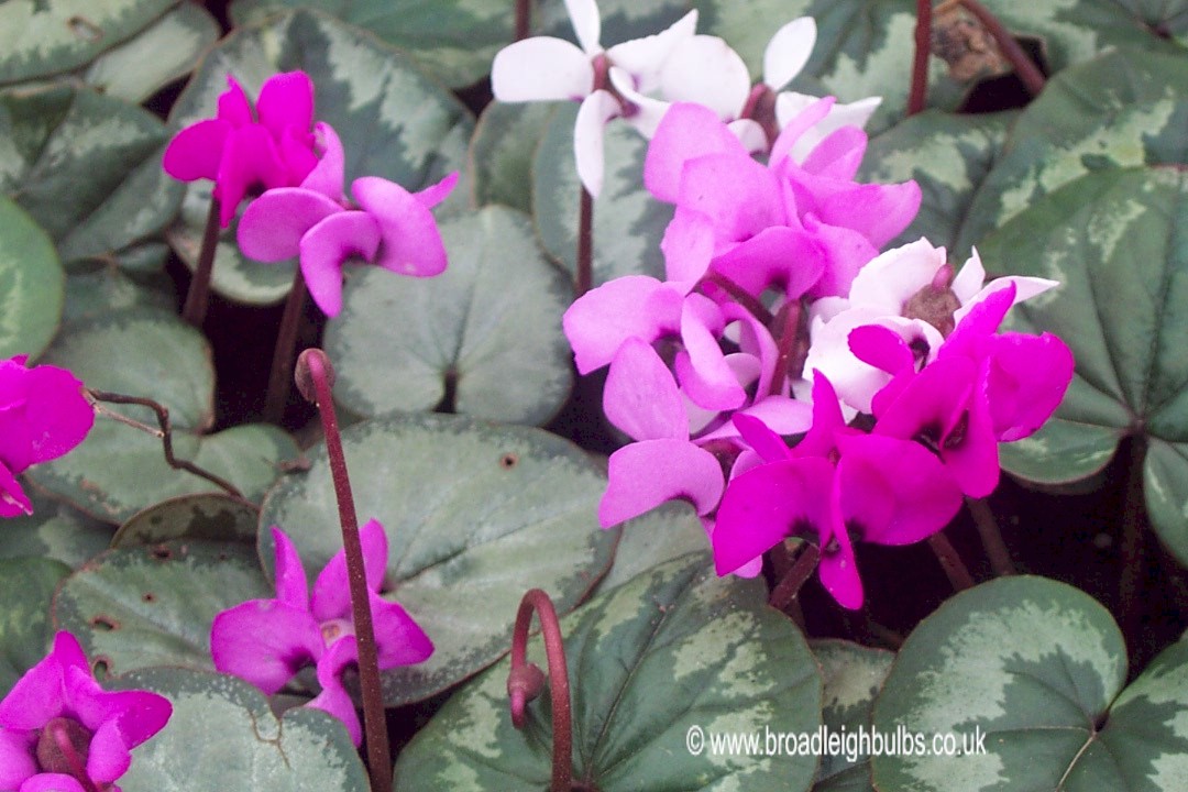 Making the most of Cyclamen